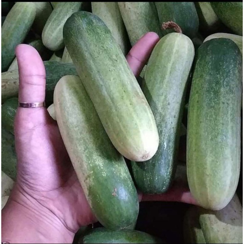 Jual TIMUN ORGANIK / TIMUN SAYUR (1Kg) | Shopee Indonesia
