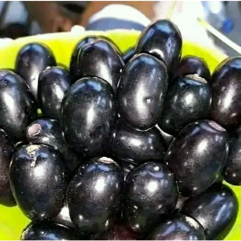 Jual Bibit buah Jamblang | Shopee Indonesia