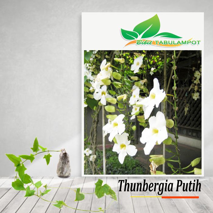 Jual Bibit Tanaman Hias Rambat Thunbergia Putih | Shopee Indonesia