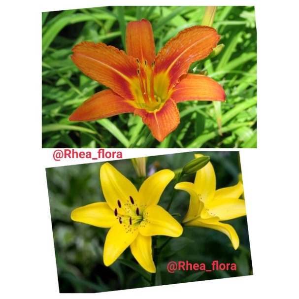 Jual Paket 2 Tanaman Hias Lili Day Bunga Kuning Dan Orange / Bunga Lily ...