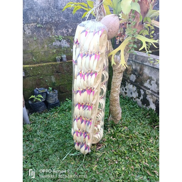 Jual bakang bakang penjor | Shopee Indonesia