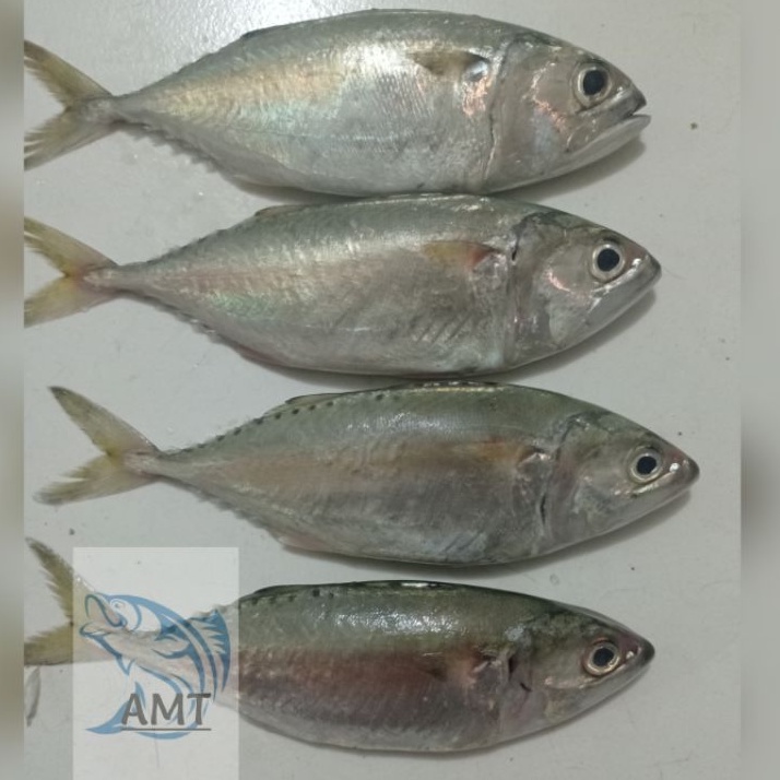 Jual Ikan kembung Banjar 1Kg Langsung dari kawasan perikanan | Shopee ...