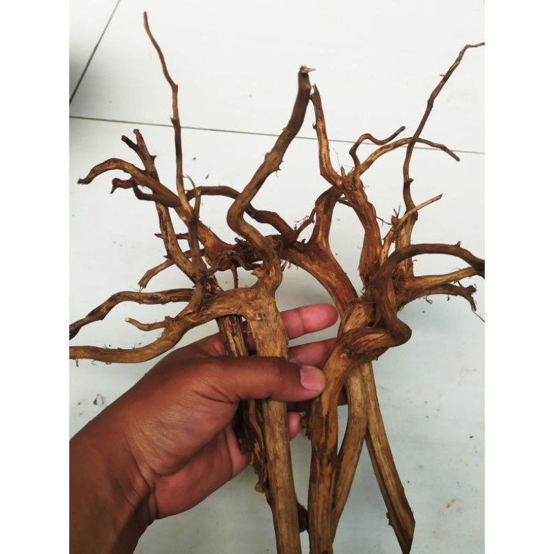 Jual Akar/ranting/kayu rasamala aquascape | Shopee Indonesia