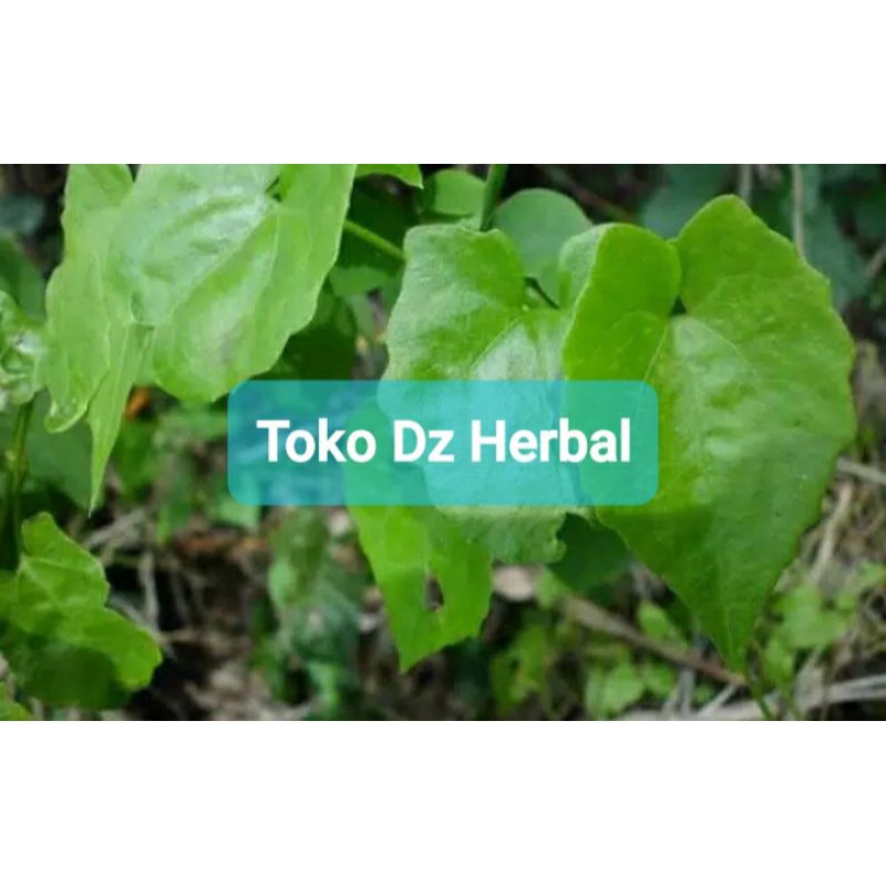 Jual Paket hemat daun sembung rambat segar 250 gram | Shopee Indonesia