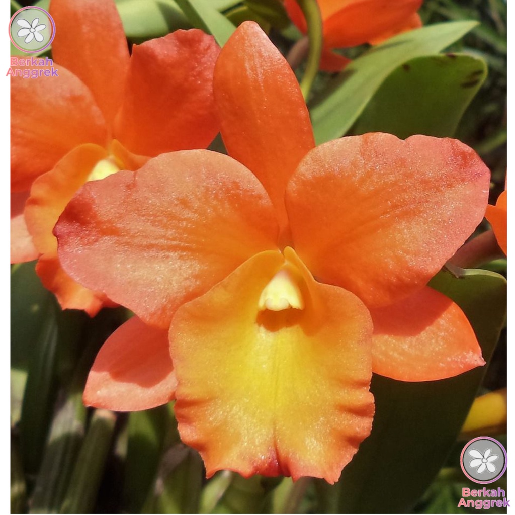 Jual Catleya Seedling Cattleya Anggrek Cattleya | Shopee Indonesia