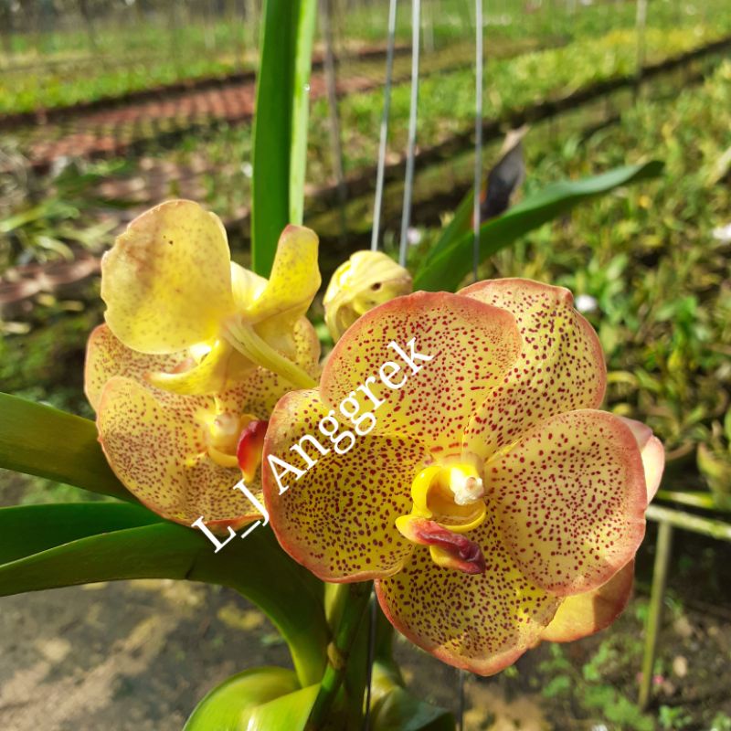 Jual Anggrek Vanda Spike- Knop Vanda Two Tone | Shopee Indonesia