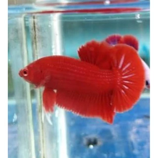 Jual ikan cupang bagan Harga Terbaik & Termurah Desember 2025 | Shopee ...