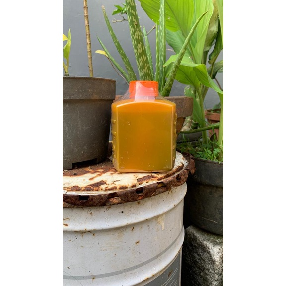 Jual Madu hutan ntt flores isi bersih 500g | Shopee Indonesia