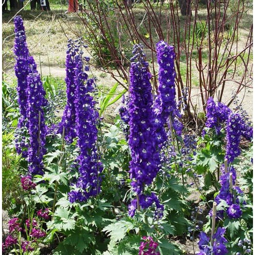 Jual Bibit Benih Biji Bunga Delphinium Ajacis Rocket Larkspur - Biji ...