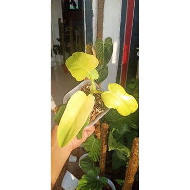 Jual Philodendron Golden Violin Philo Bippenifolium Gold | Shopee Indonesia