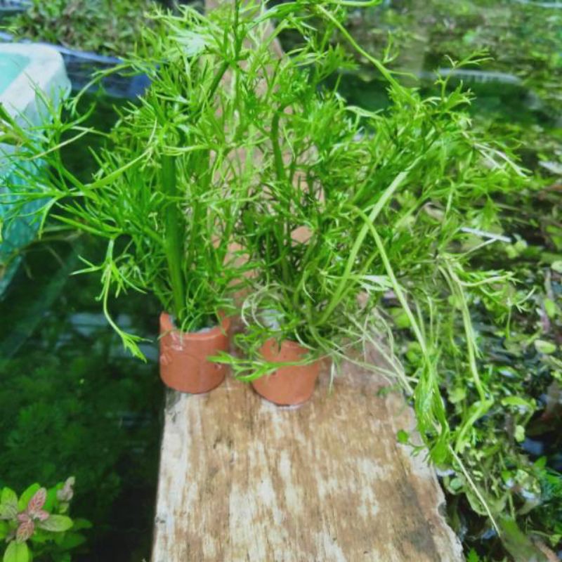 Jual water sprite isi 2 pot tanaman aquascape media pot | Shopee Indonesia