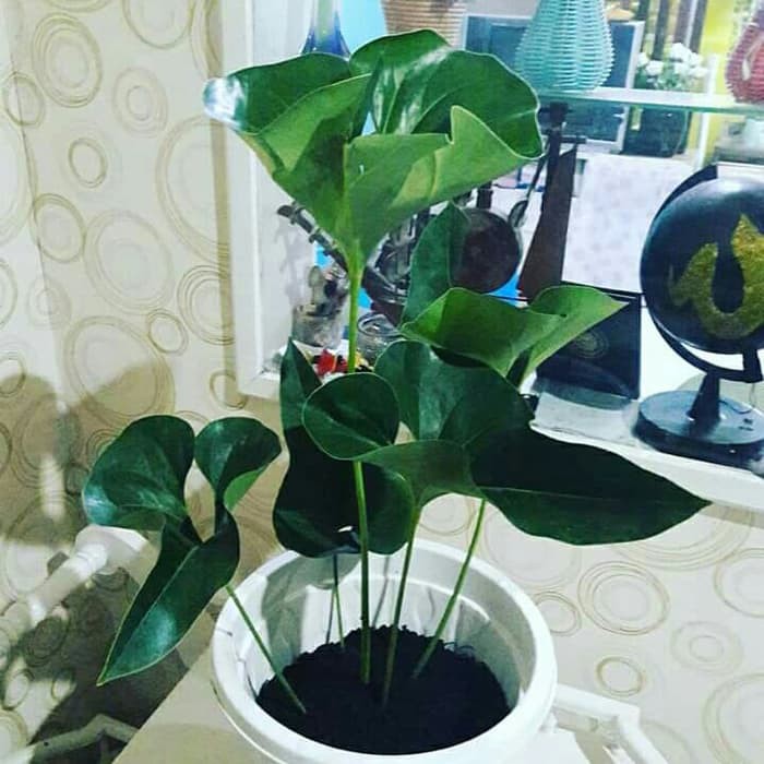Jual Tanaman hias indoor MUDAH PERAWATAN unik dan menarik anthurium ...