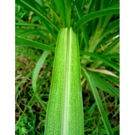 Jual Daun Tebu Segar 500 gram Fresh Produk | Shopee Indonesia