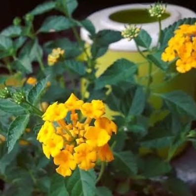 Jual bunga lantana kuning | Shopee Indonesia