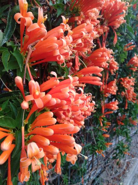 Jual Tanaman Flame Vine - Pesona Bunga Api yang Mengagumkan! | Shopee ...