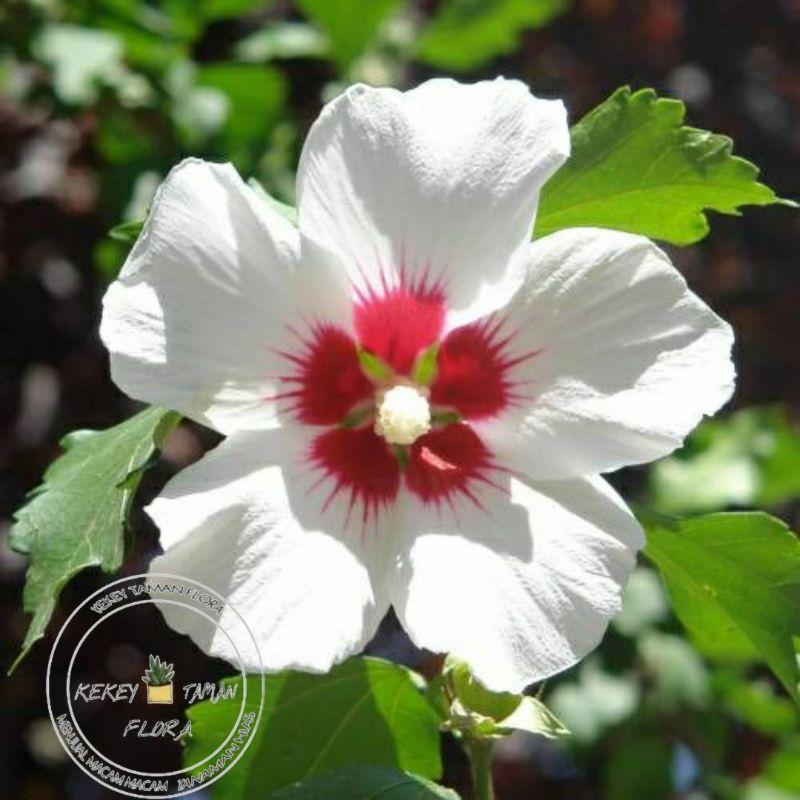 Jual Tanaman Hias Pohon Kembang Bunga Sepatu Hibiscus Bunga Hamabo ...