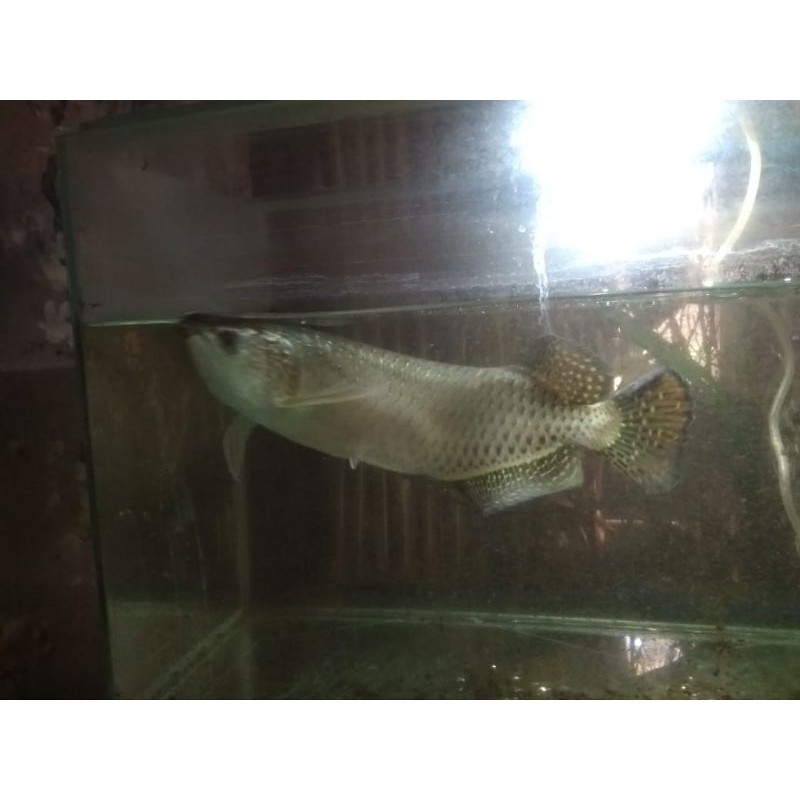 Jual ikan hias arowana batik jardin | Shopee Indonesia