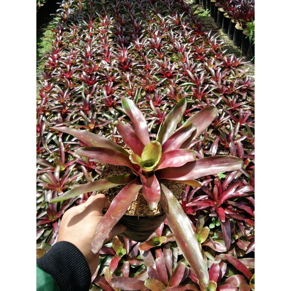 Jual BROMELIA MERAH BESAR AZTEC TRICOLOR AECHMEA GAMOSEPALA GUZMANIA ...