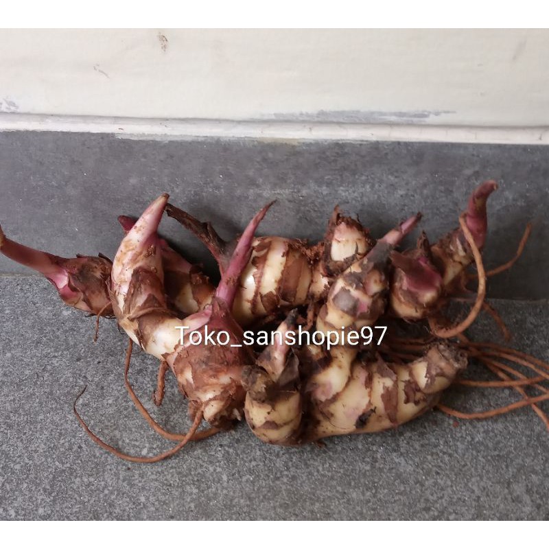 Jual ubi umbi ganyong merah segar 1kg | Shopee Indonesia