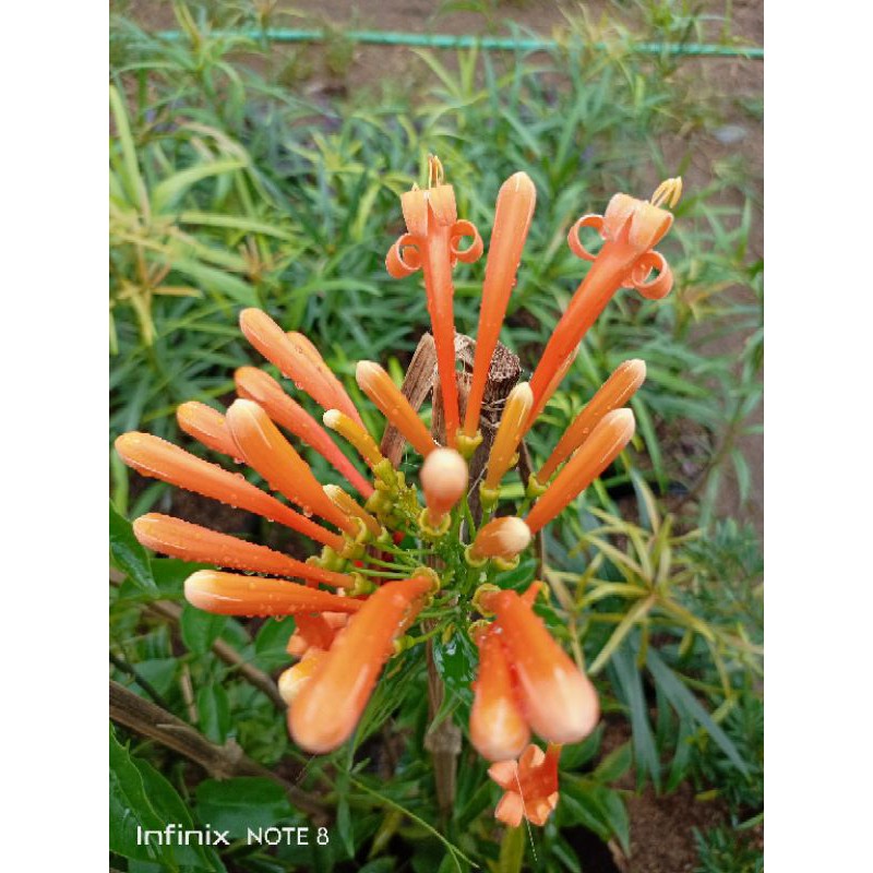Jual TANAMAN HIAS JALARAN API ( pyrostegia venusta ) | Shopee Indonesia