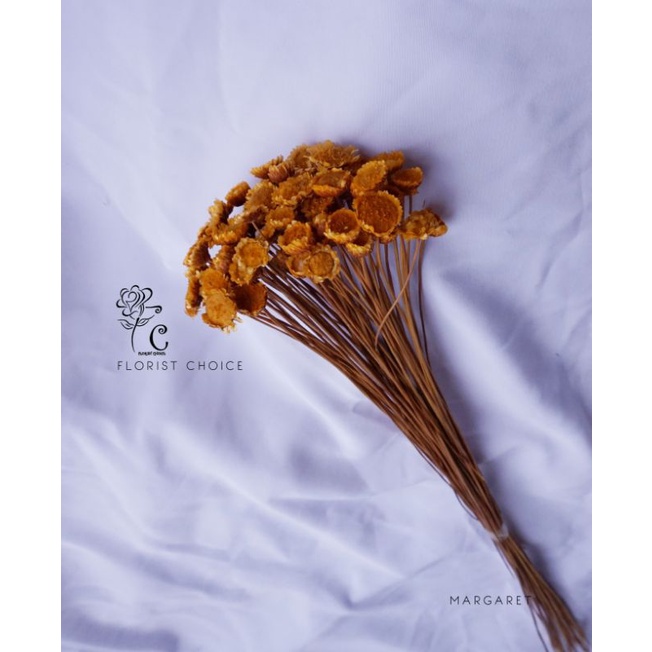 Jual [ECER] 10 Batang Margareth Bunga Kering Awetan Preserved Flowers ...