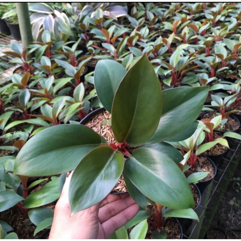 Jual Philodendron Red congo Dwarf rimbun | Shopee Indonesia