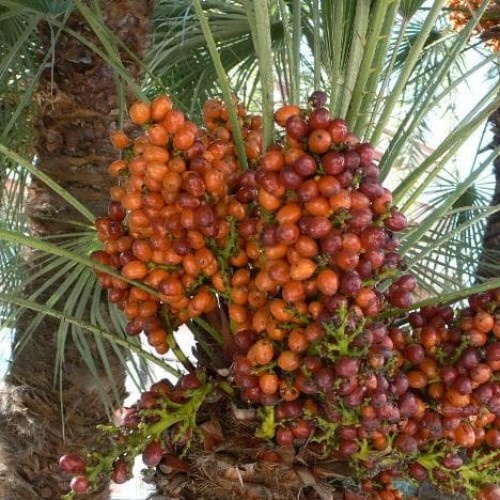 Jual SeedCenter 1 Benih Biji Buah Kurma Phoenix Dactylifera Date Palm ...