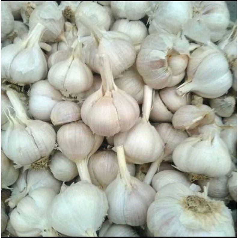Jual Bawang Putih Kating Super | Shopee Indonesia