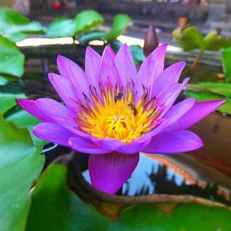 Jual Tanaman hias TERATAI sudah berbunga, Tanaman Air Teratai, Teratai ...