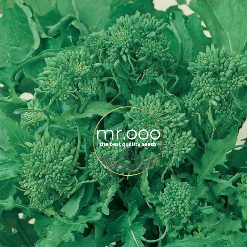 Jual Benih Sayuran- Broccoli - Spring Raab Rapini - 100 benih - Import ...