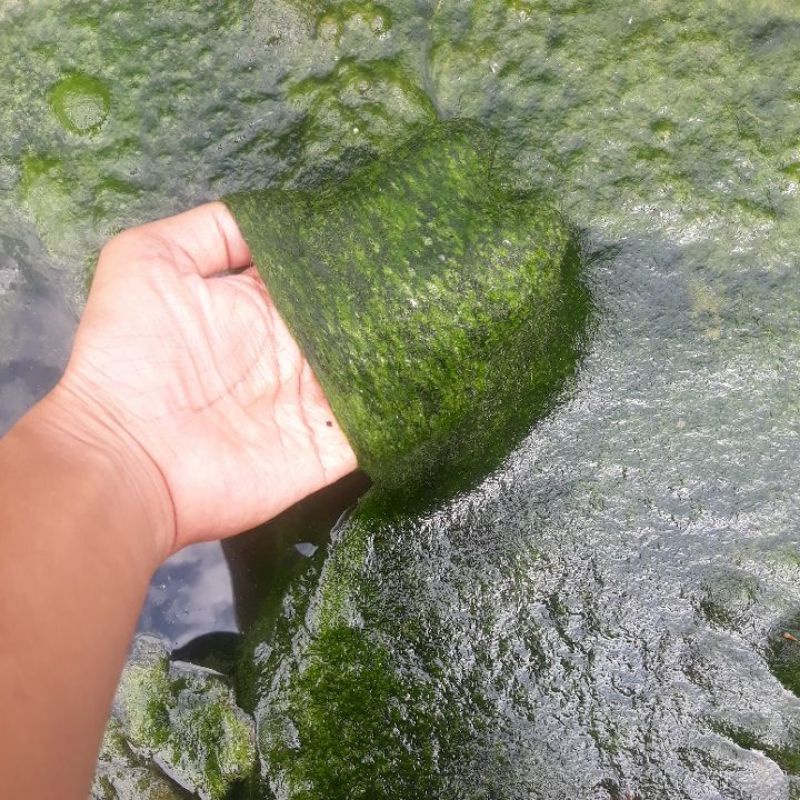 Jual lumut halus segar untuk pancing ikan 500g | Shopee Indonesia