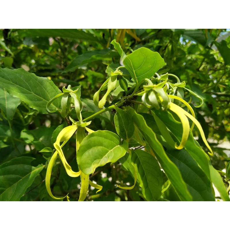 Jual Bunga Kenanga Segar - kembang kenongo - Fresh Flower Per pcs ...