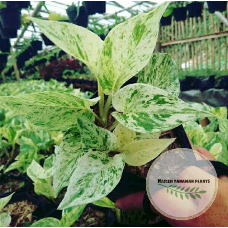 Jual Tanaman Hias Sirih Gading Varigata - Sirihgading Varigata Tanaman ...