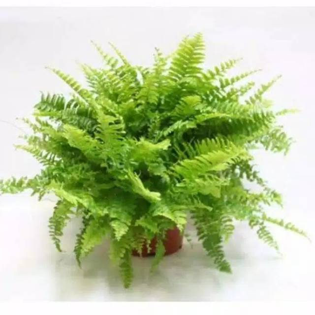 Jual Tanaman Pakis Boston Terlengkap & Harga Terbaru Juni 2026 | Shopee ...
