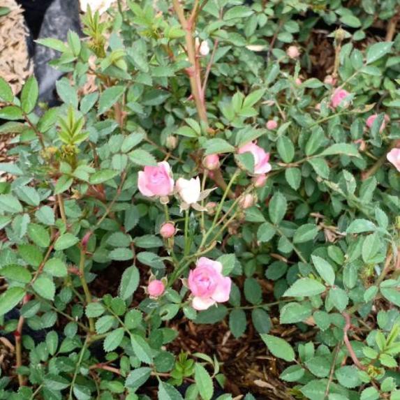 Jual SALE TERLARIS Tanaman Bunga Baby rose mawar baby lucu kondisi ...