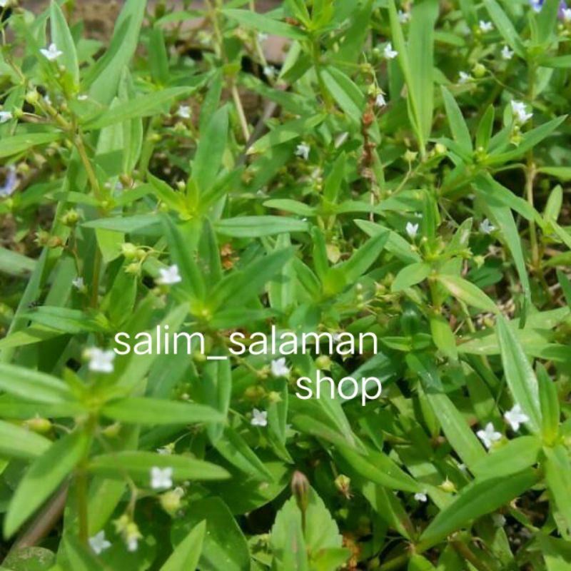 Jual Rumput Mutiara|Rumput Lidah Ular 100 gram | Shopee Indonesia