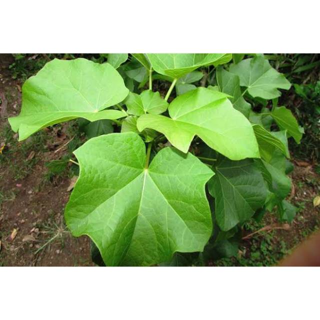 Jual BISA COD Tanaman herbal jarak tanaman jarak - Ricinus communis ...
