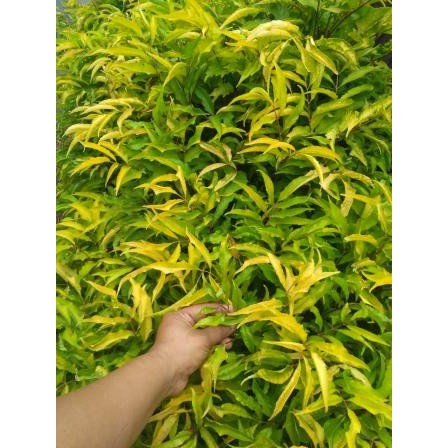 Jual Daun Cakla Cikli/Cakra Cikri (Polyscias filicifolia) 500 Gram ...