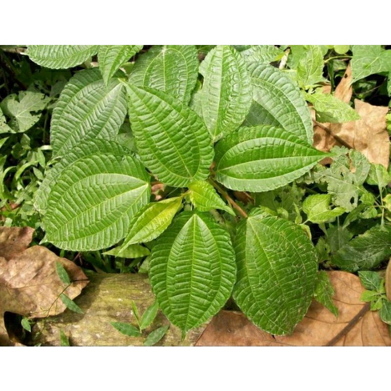 Jual Daun pohpohan lalapan segar 100gr | Shopee Indonesia