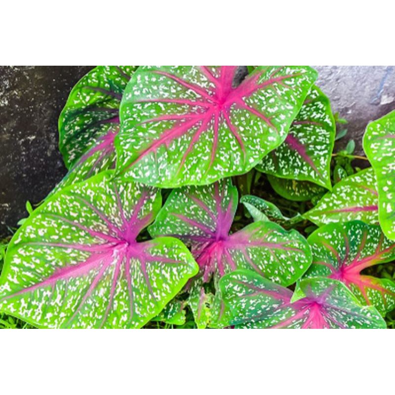 Jual caladium | Shopee Indonesia