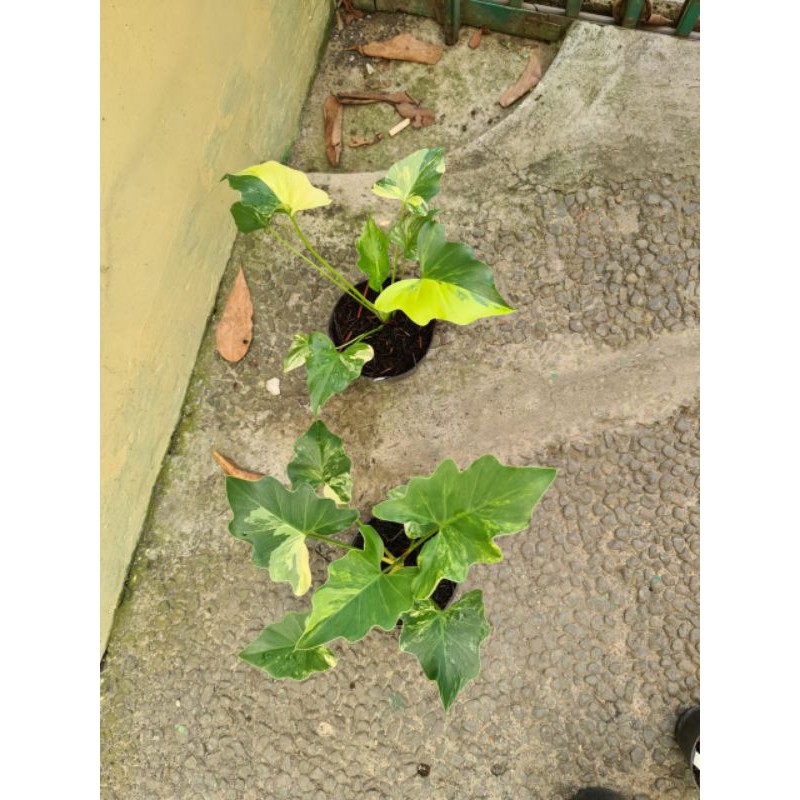 Jual philodendron java beauty varigata | Shopee Indonesia