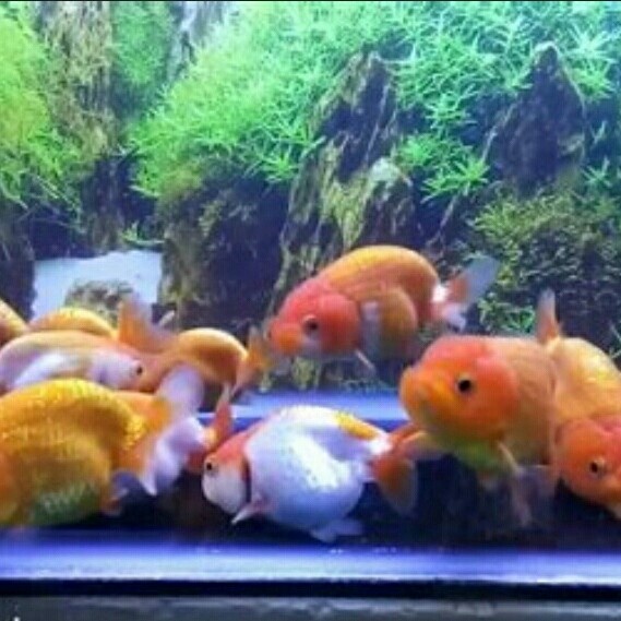 Jual ikan hias mas koki rancu bibit / anakan | Shopee Indonesia