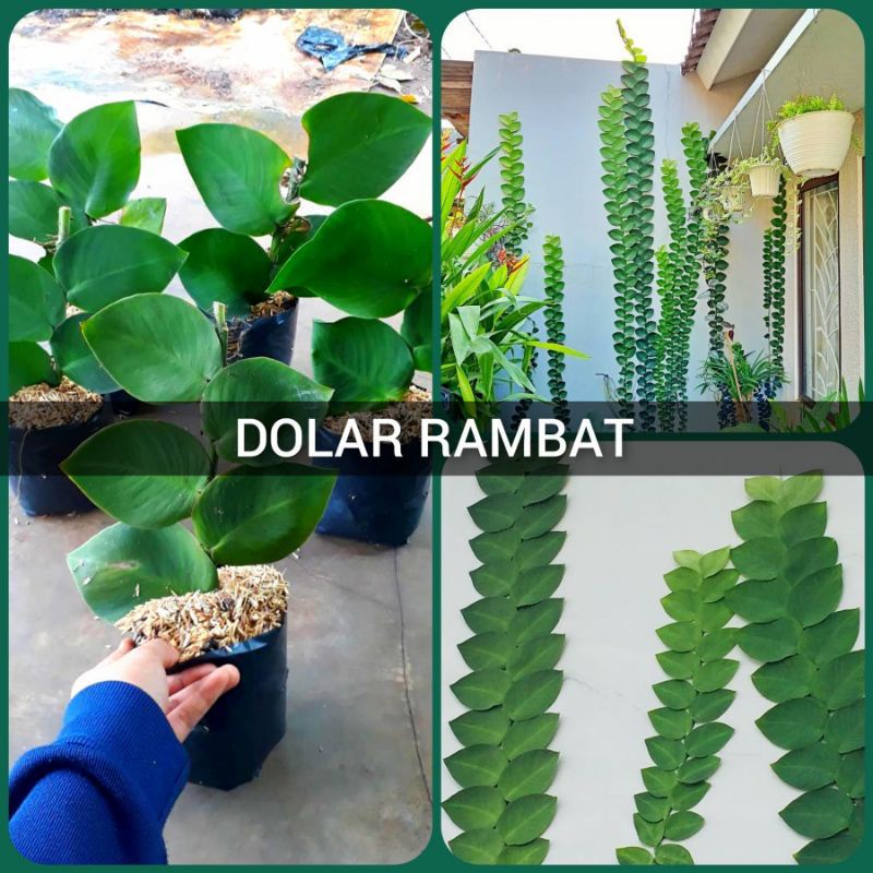 Jual Tanaman hias dolar rambat daun lebar-pohon climbing dollar ...