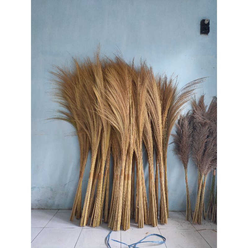 Jual Isi 1 Lusin Pampas Rayung Kering / Rayung Coklat / Bunga Kering ...