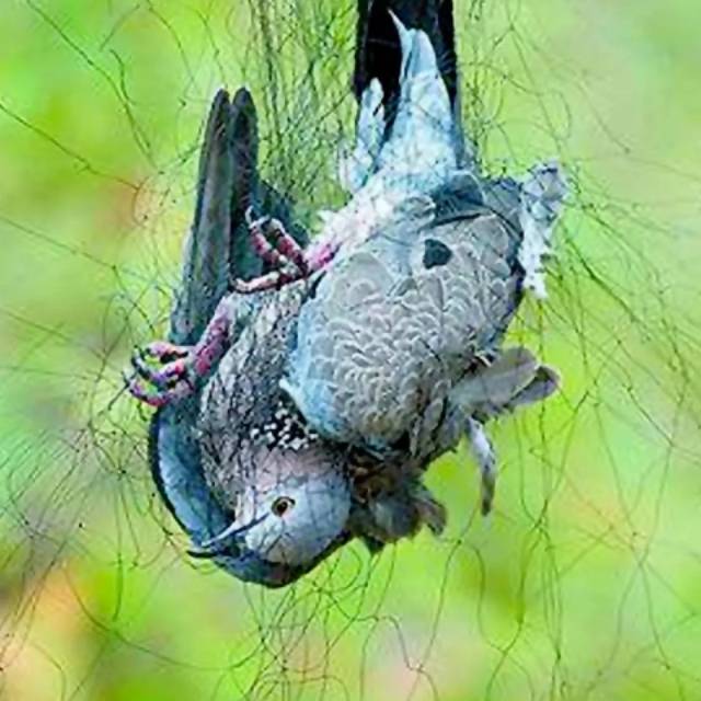 Jual Jaring untuk Penangkap Burung Kelelawar Walet Sriti Ayam Kecil ...