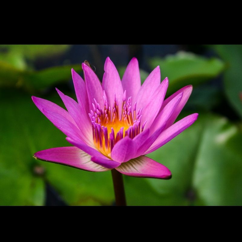 Jual Benih Bibit 1 Biji Bunga Teratai Water Lily Flare TROPICAL ...