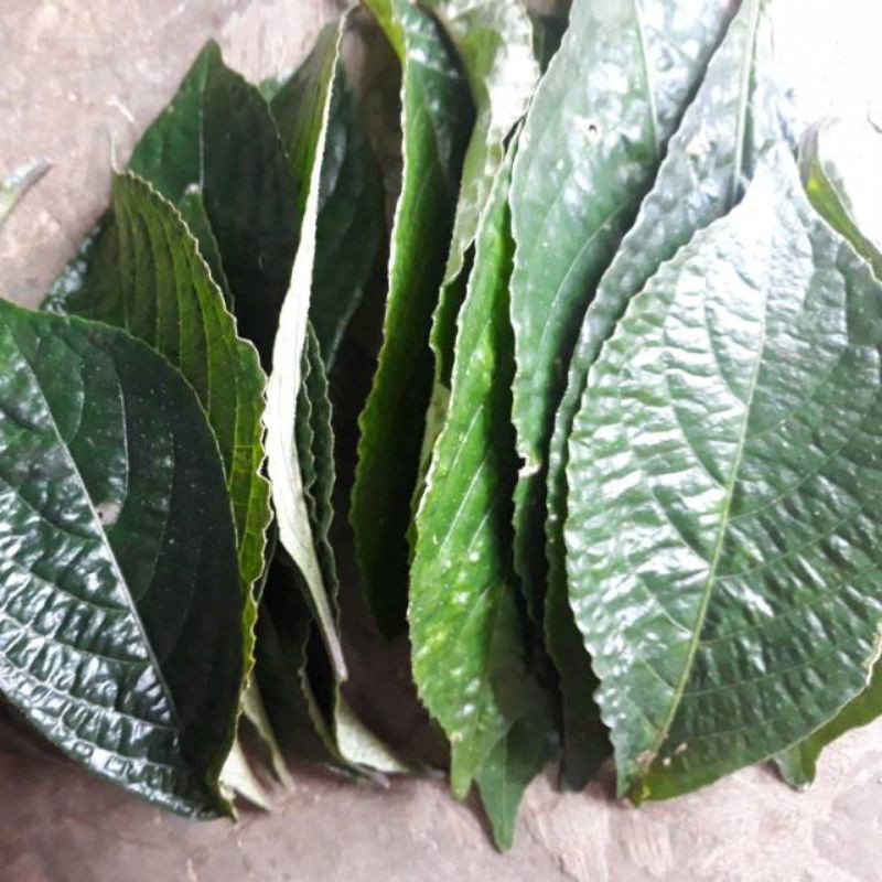 Jual Daun keji beling | ki beling | pecah beling segar 500 gram ...