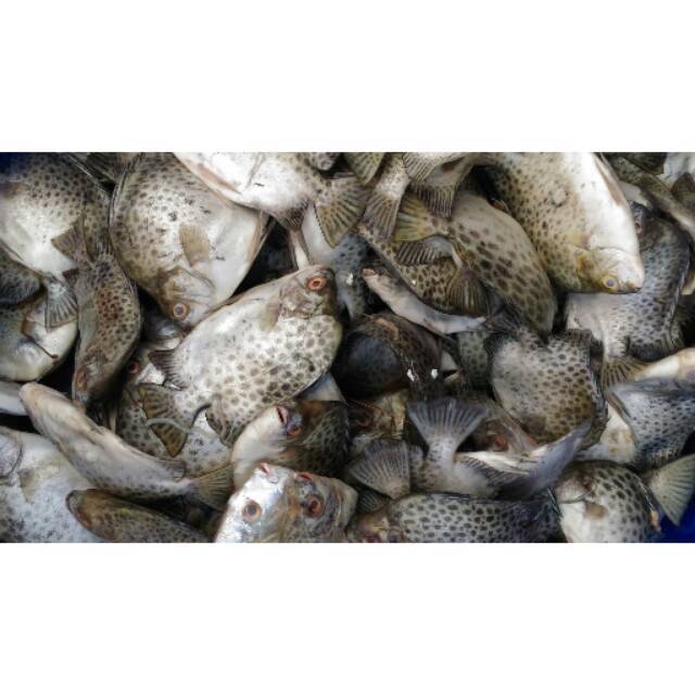 Jual Ikan ketang-ketang/kiper-kiper segar per kg | Shopee Indonesia