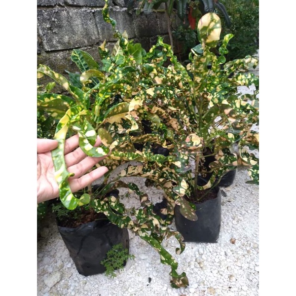 Jual puring tokek bibit (30 cm) | Shopee Indonesia