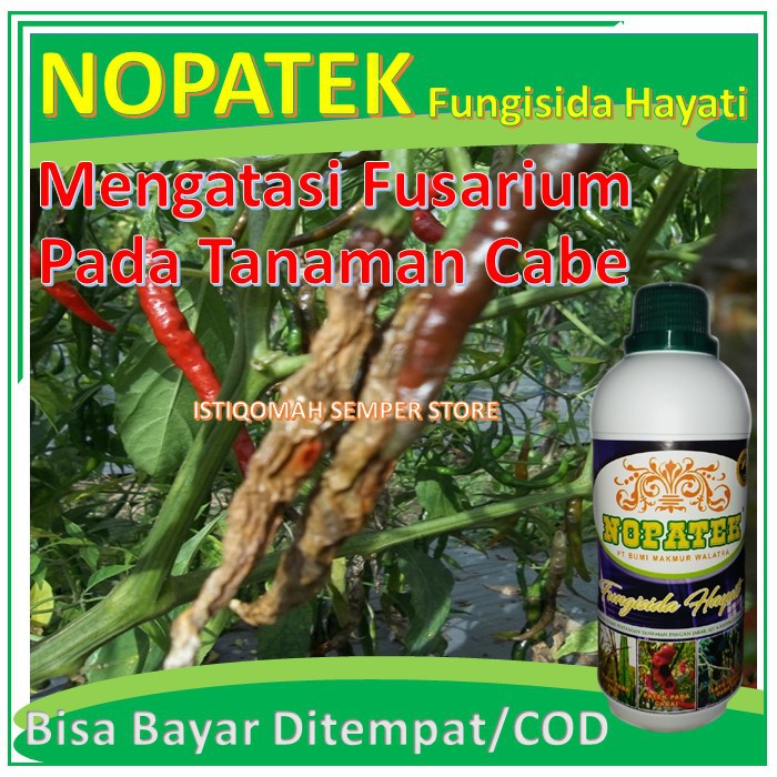 Jual Obat Cabe NOPATEK Fungisida Hayati Mengatasi Layu Fusarium Pada ...